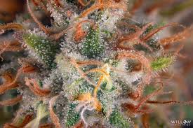 How Much Does an Ounce of Weed Cost in Canada (2026)? - Weed Wholesale ...